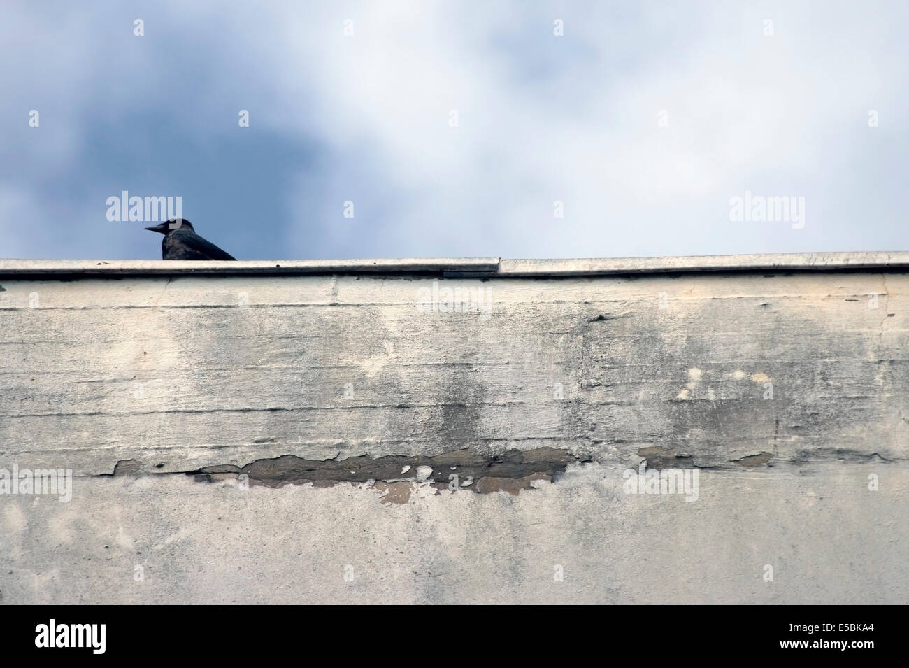 Crow standing on wall Stock Photo - Alamy