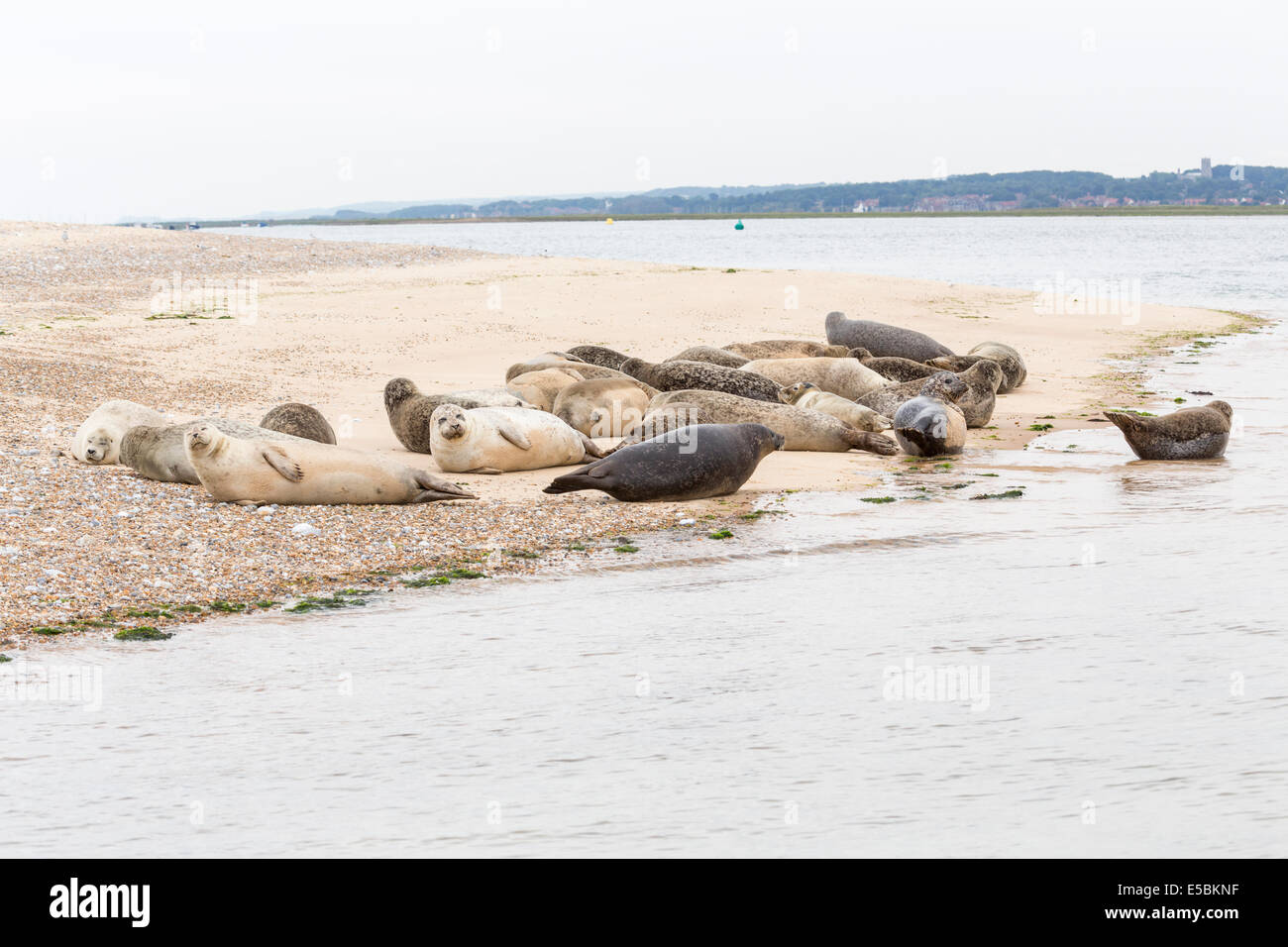 Common seals blakeney point hi-res stock photography and images - Alamy
