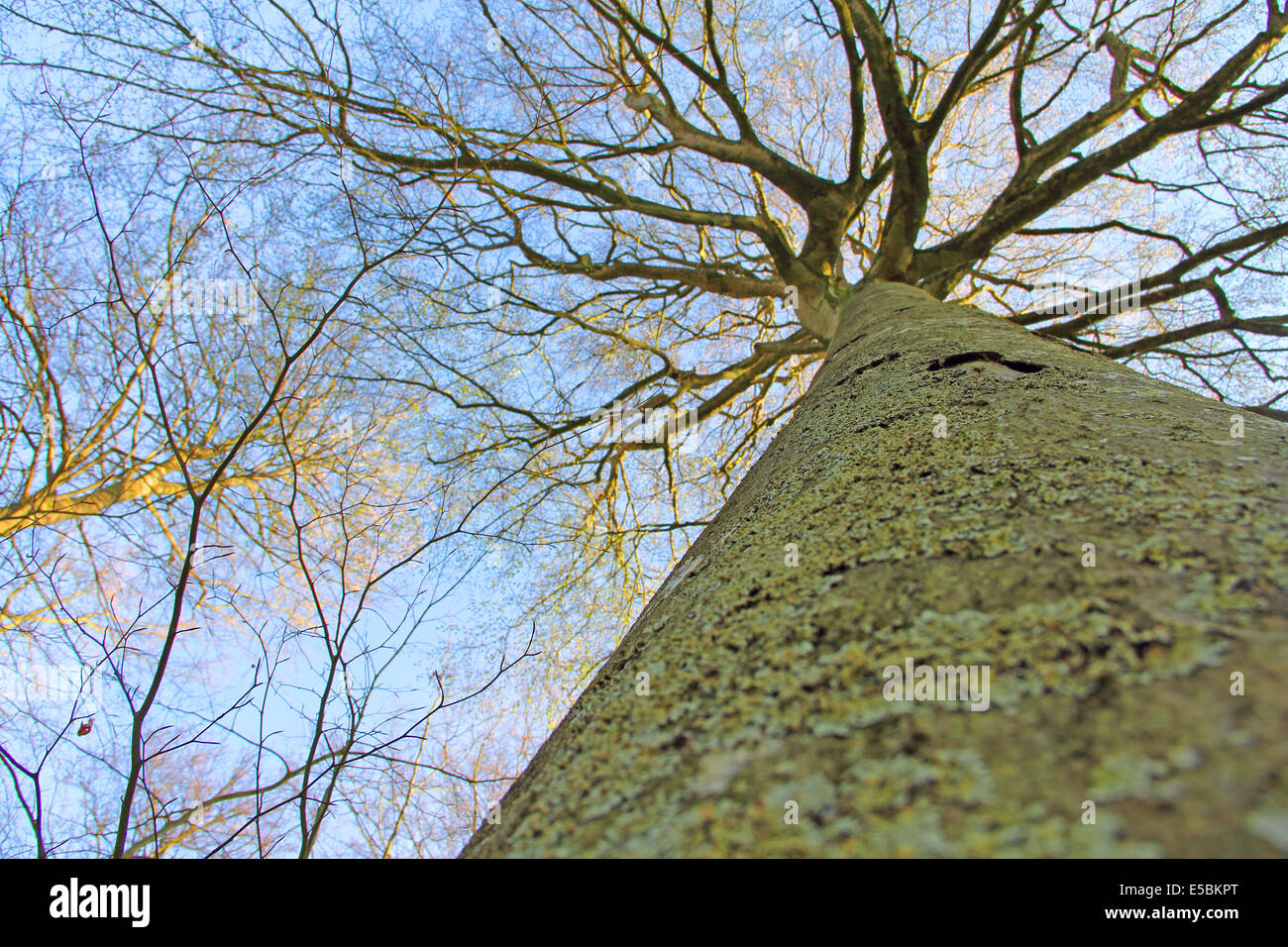 Big tree looking upwards view over blue sky background Stock Photo - Alamy