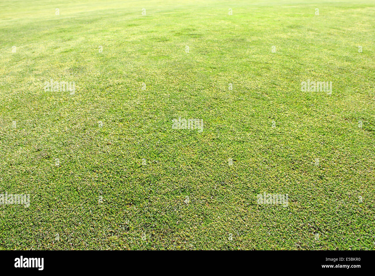 Green Grass on golf course, close-up view Stock Photo - Alamy