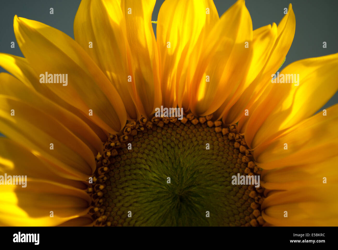 Simple sunflower hi-res stock photography and images - Alamy