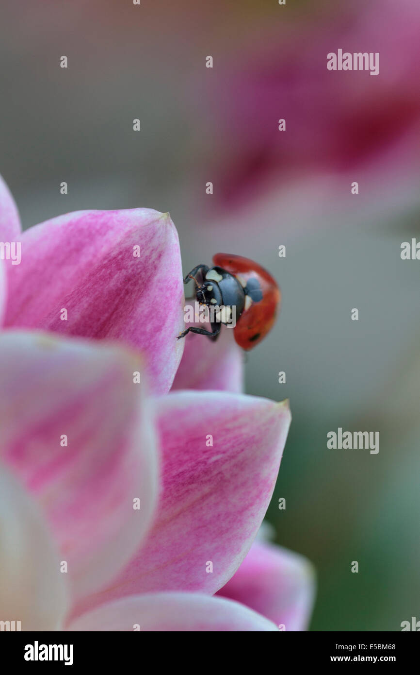 Ladybird close-up: also known as ladybugs and lady beetles, the ...