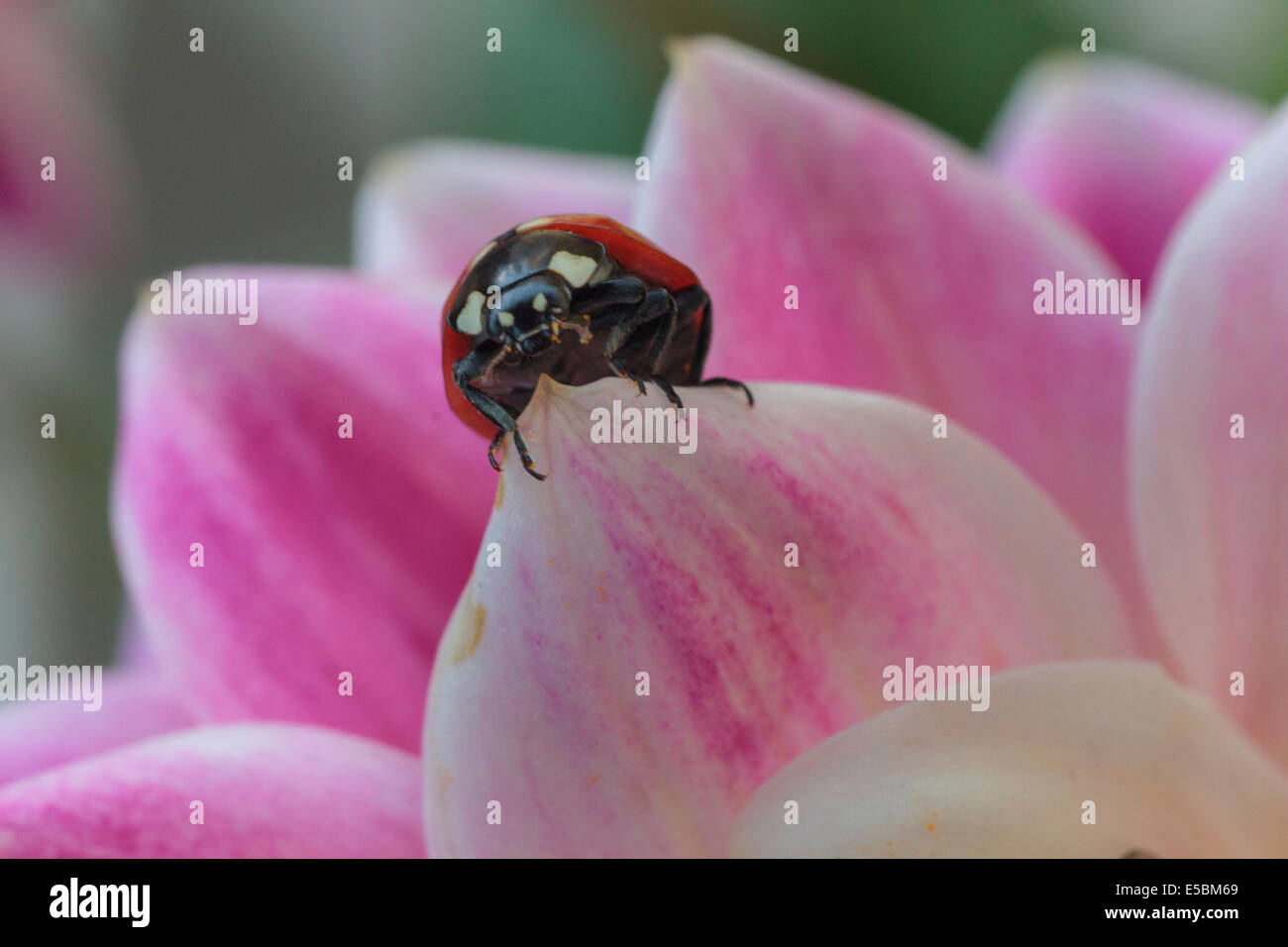 Ladybird: also known as ladybugs and lady beetles, the ladybird is a ...