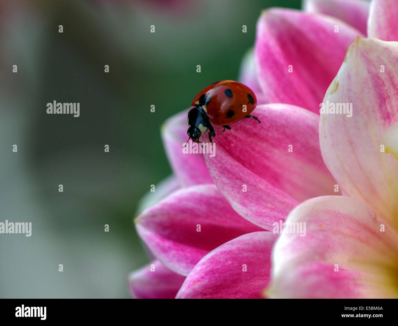Ladybird close-up: also known as ladybugs and lady beetles, the ...