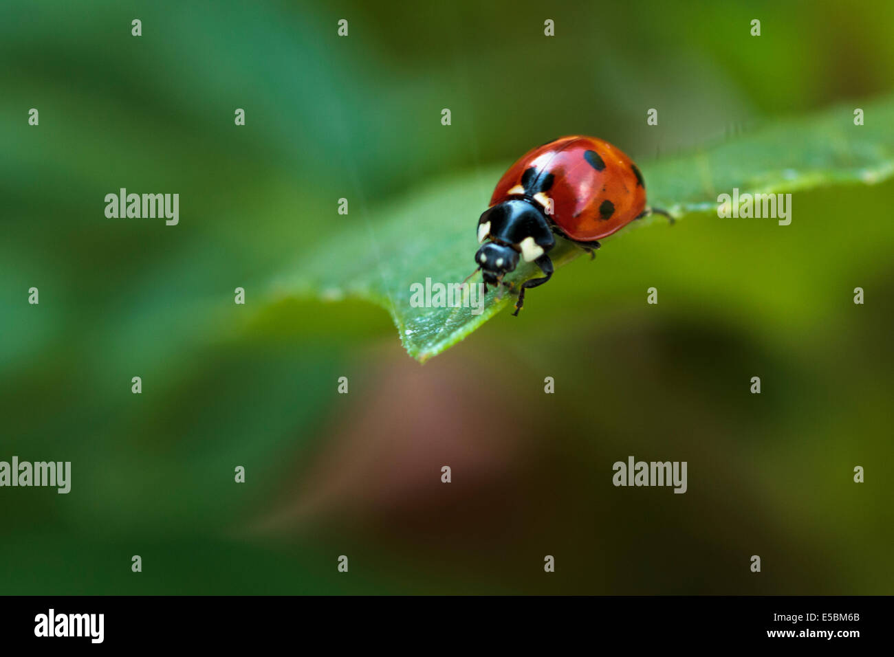 Ladybird on a leaf: also known as ladybugs and lady beetles, the ...