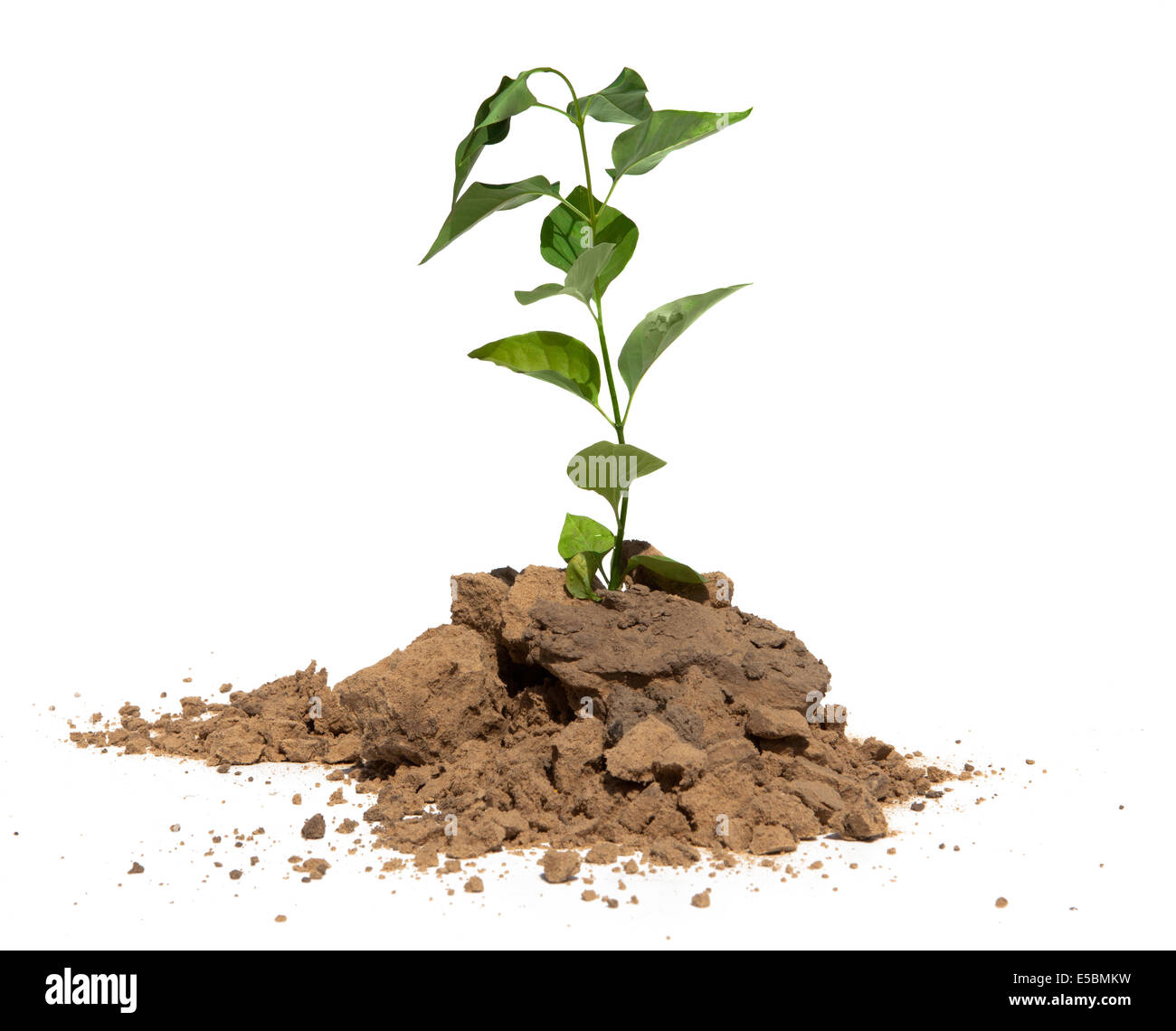 Plant Roots Underground