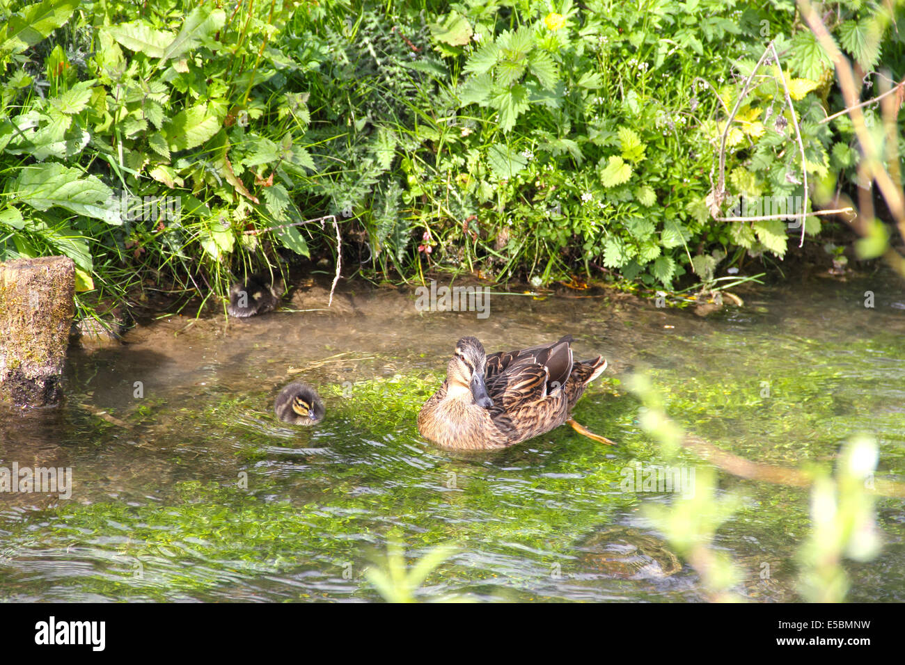 Duckling with mother duck hi-res stock photography and images - Alamy