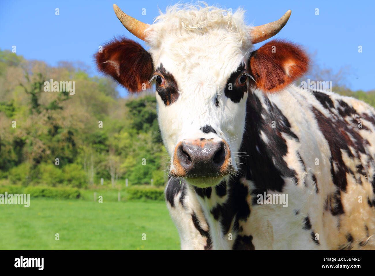 Beautiful cow grazing on green field in Normandy, France Stock Photo ...