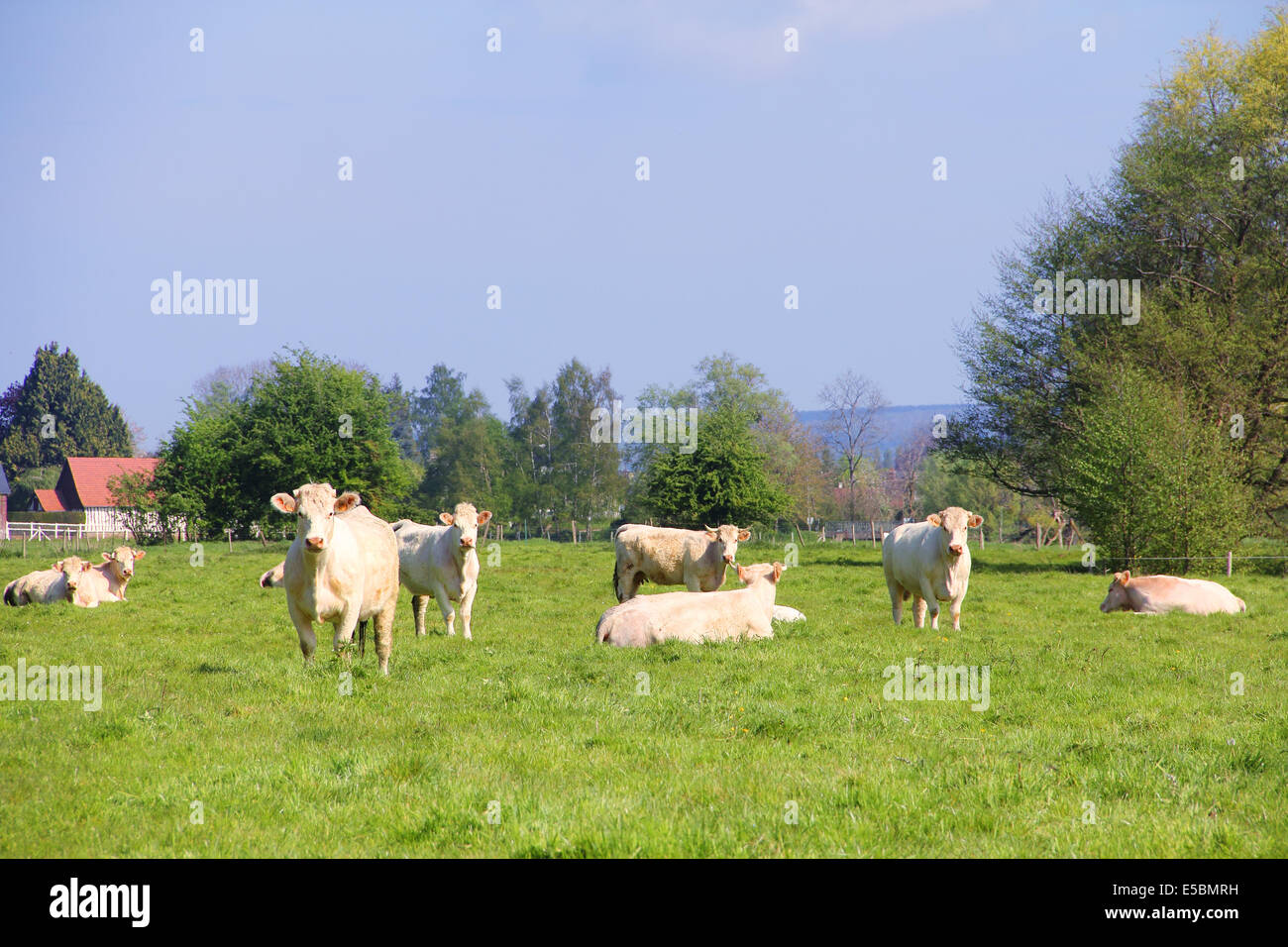 White purebred Normandy cows on summer pasture Stock Photo - Alamy
