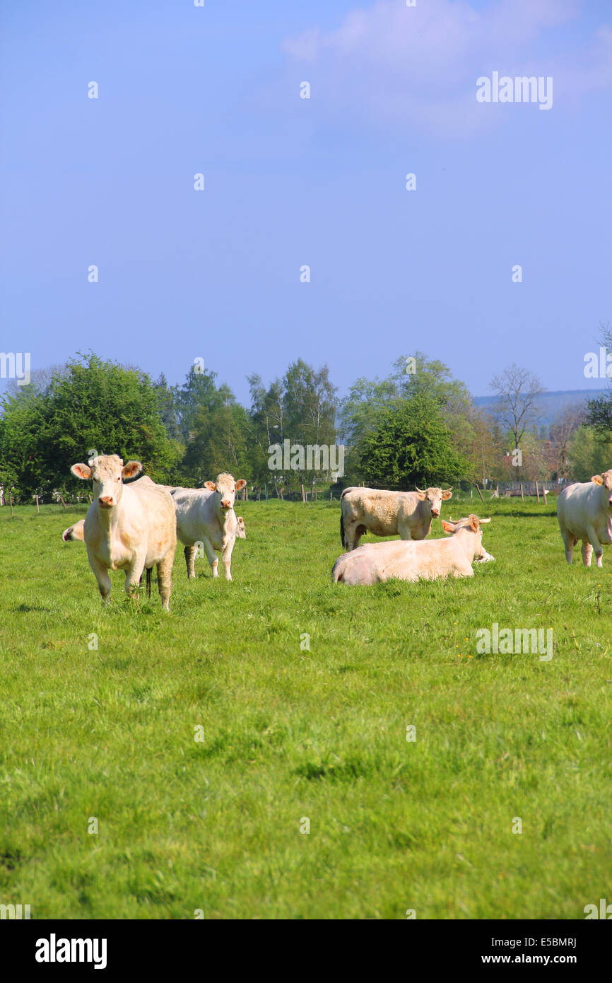 Normandy calf hi-res stock photography and images - Alamy
