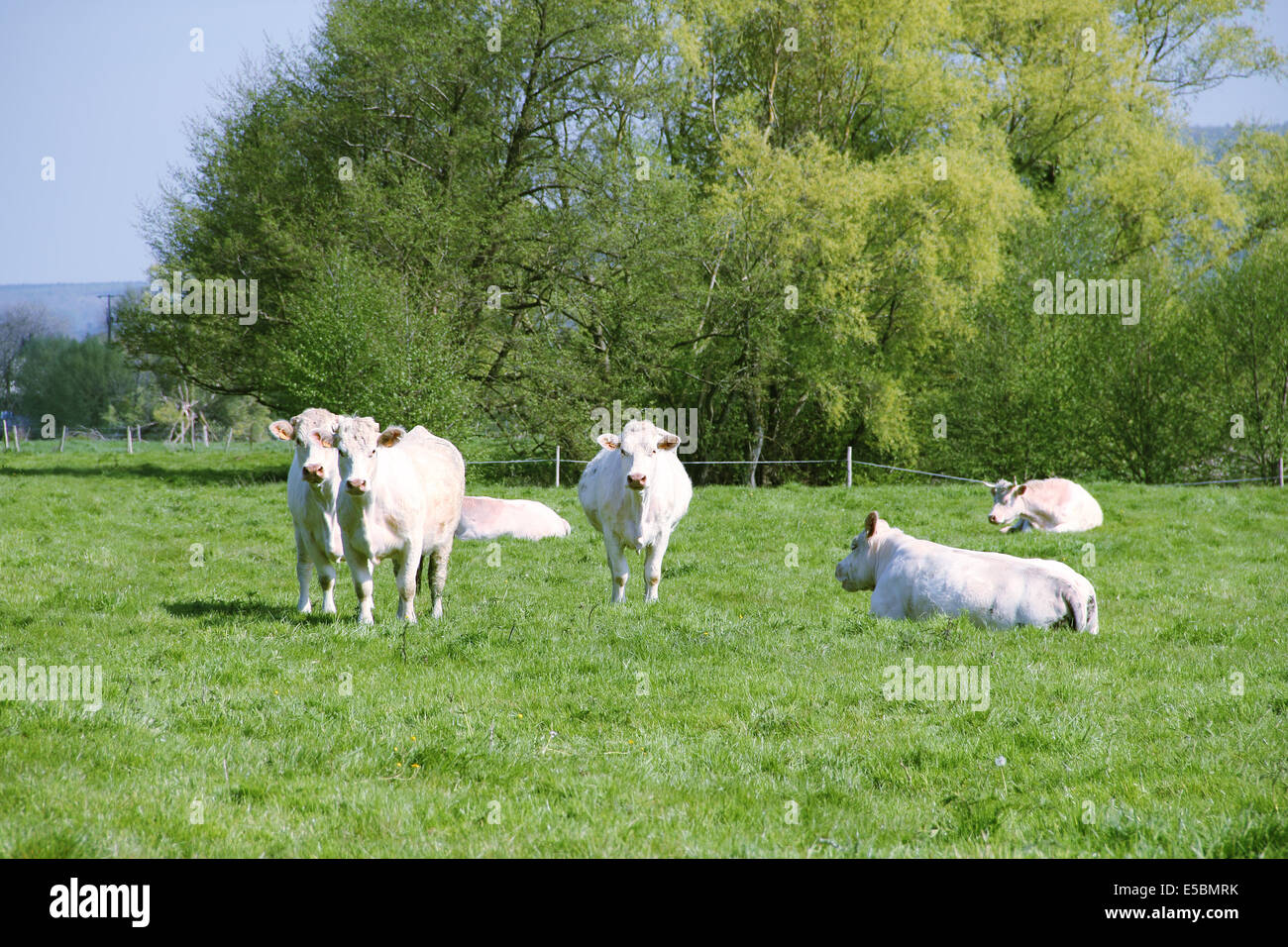 Norman cow hi-res stock photography and images - Alamy