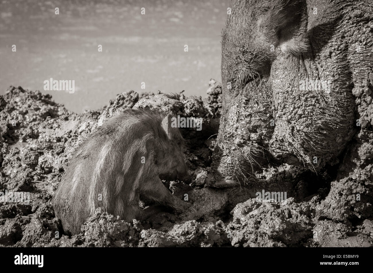 Wild boar with cub Stock Photo - Alamy