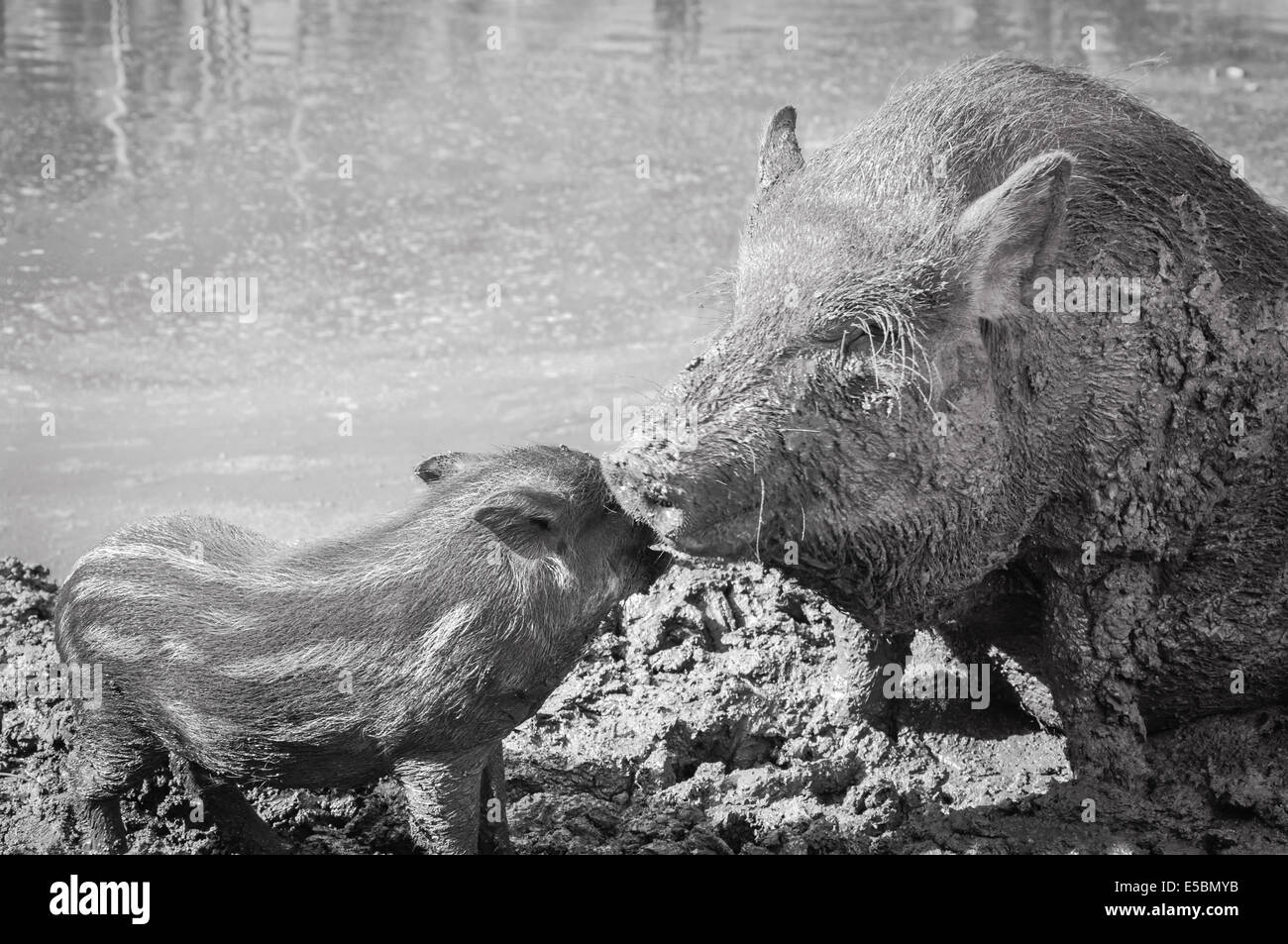 Wild boar with cub Stock Photo - Alamy