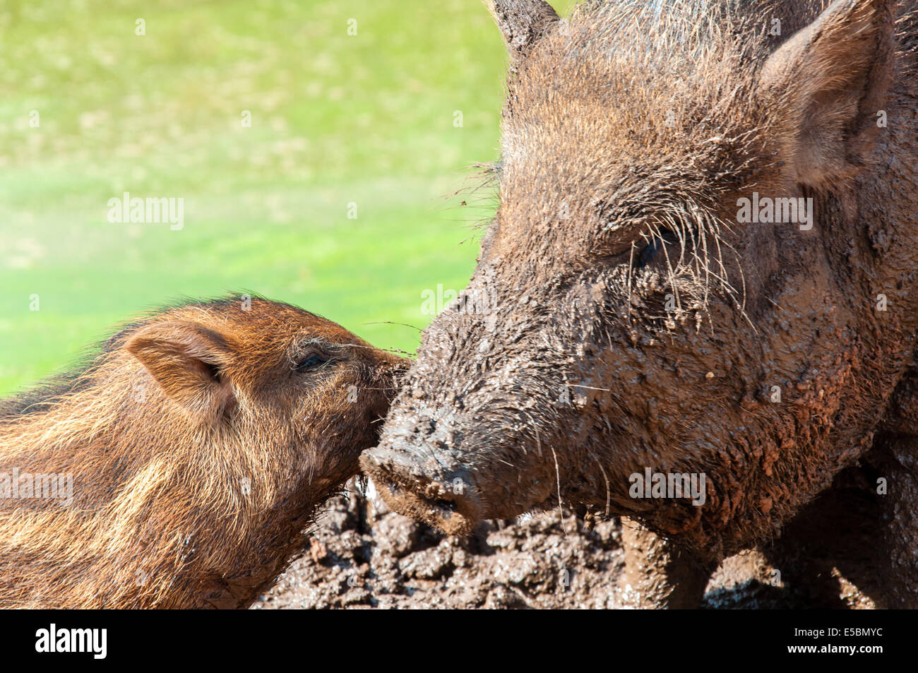 Wild boar with cub Stock Photo - Alamy