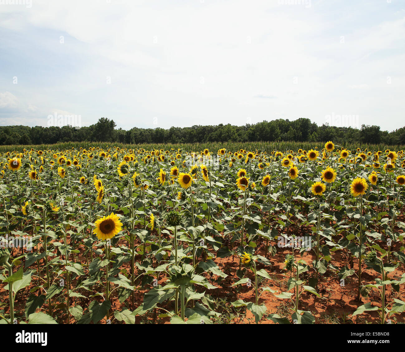 sunny day at the sunflower farm Stock Photo - Alamy