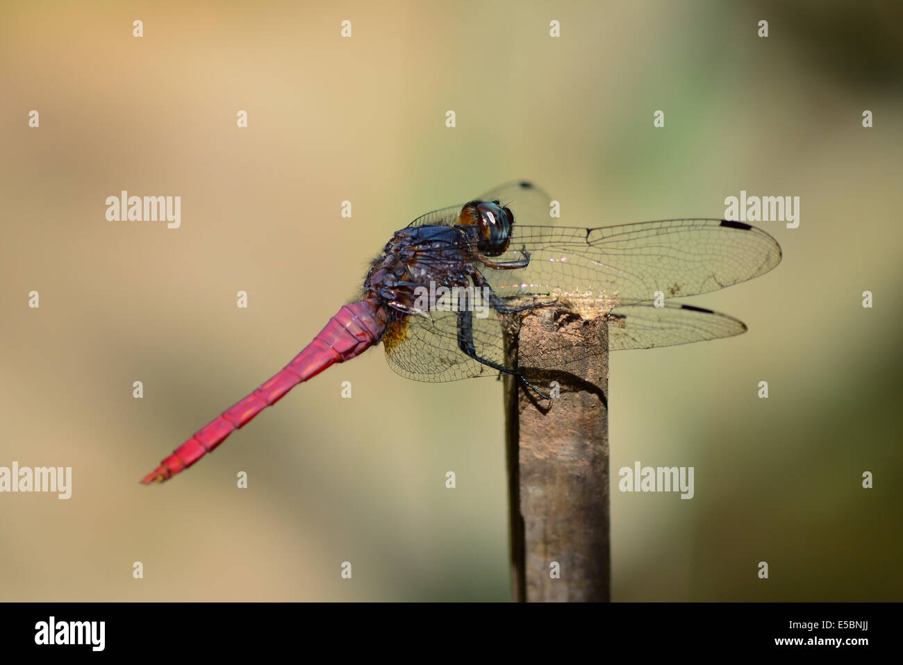 macro of red tail dragonfly hanging a stick ; selective focus at eyes ...