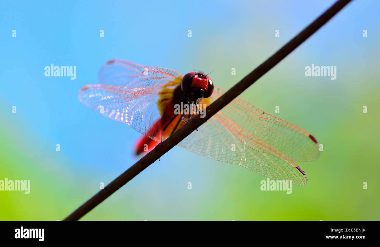 worm's eye view of red tail dragonfly standing on wire ; selective ...