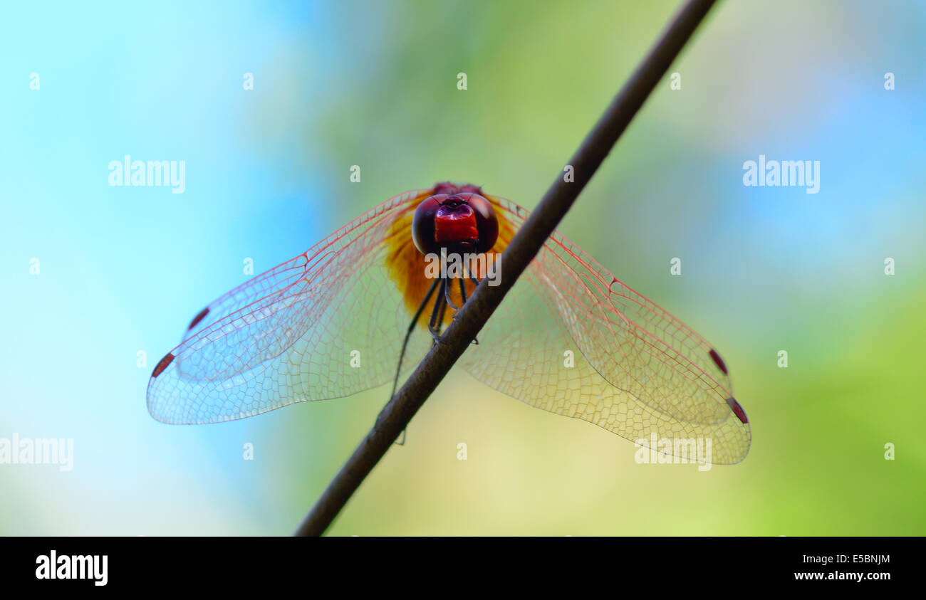 worm's eye view of red tail dragonfly standing on wire ; selective ...