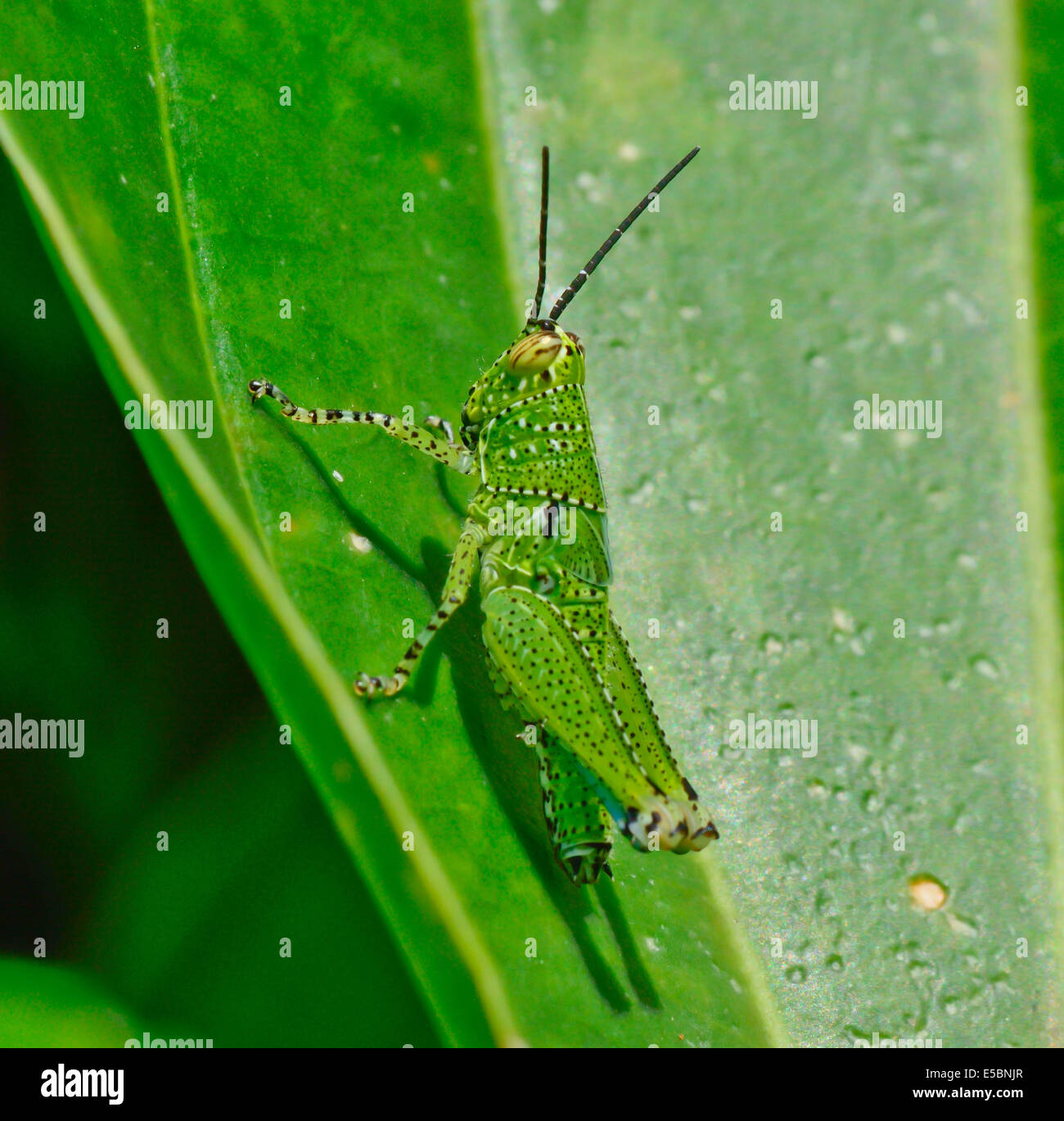macro side view of green grasshopper with black dot hanging on leaf ...