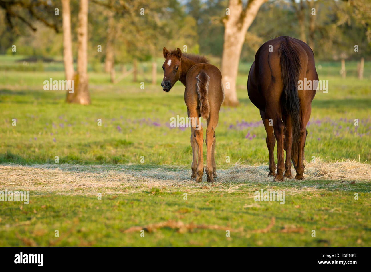 A foal looks back at the camera while its mother enjoys some dinner ...