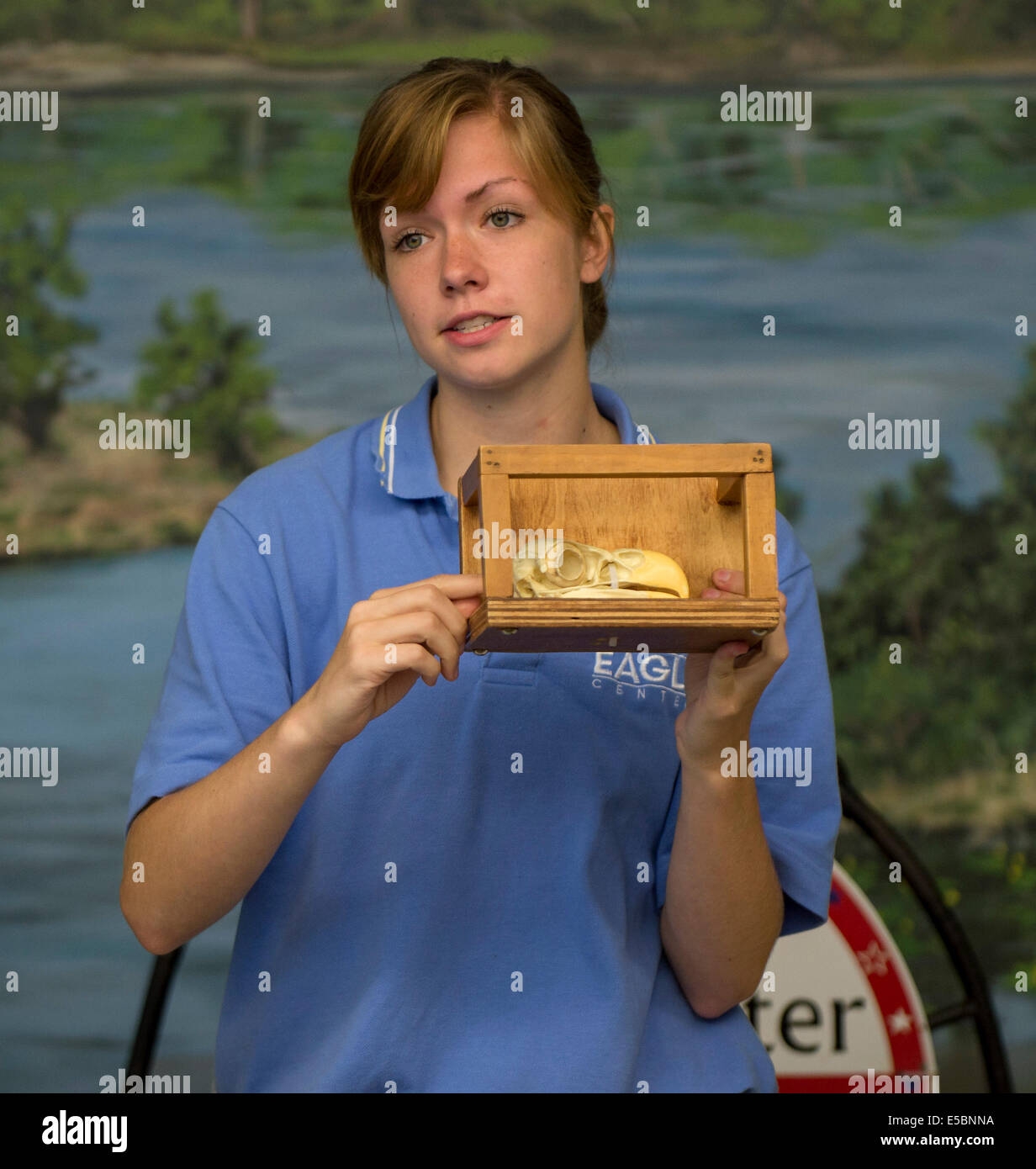 Five bald eagles hi-res stock photography and images - Alamy