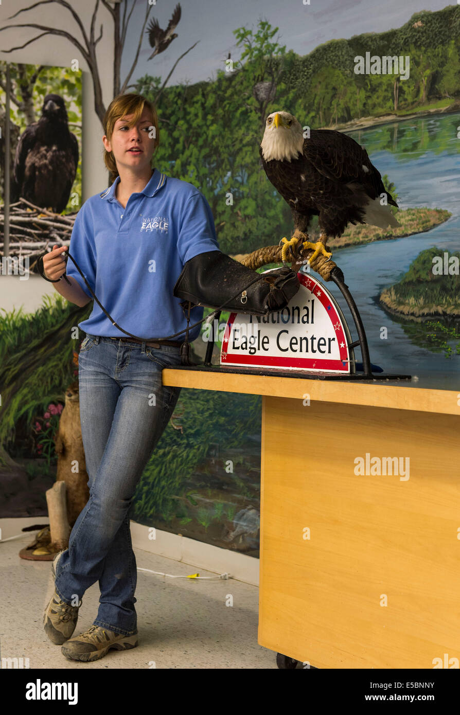 Five bald eagles hi-res stock photography and images - Alamy