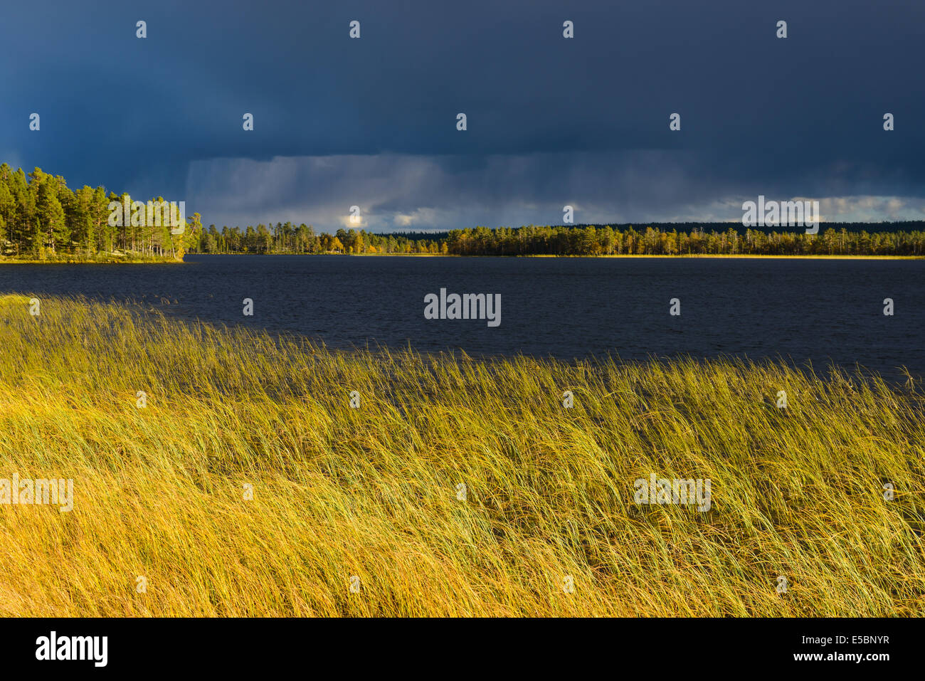 Green grass near idyllic lake, Dalarna, Sweden Stock Photo - Alamy