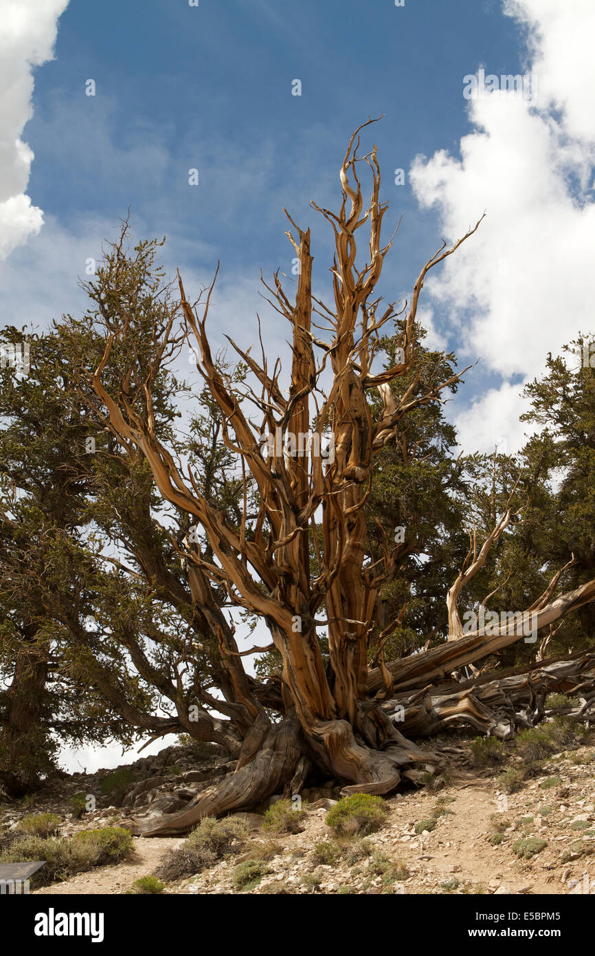 Ancient Bristlecone Pine tree in the White mountains of inyo county ...