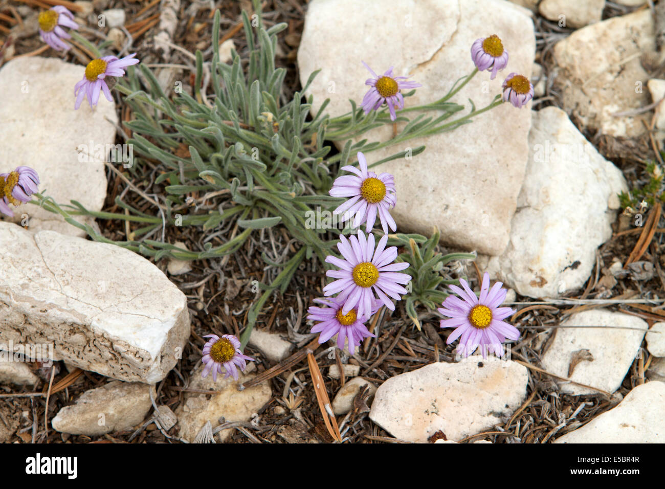 Alpine daisy hi-res stock photography and images - Alamy