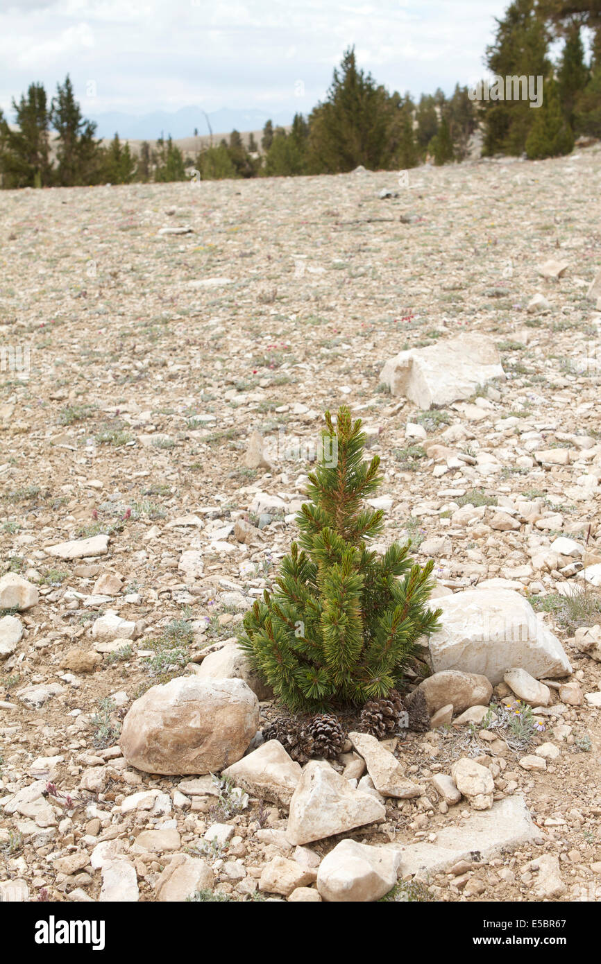 Bristlecone Pine Tree