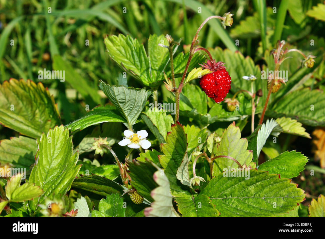 Flower and fruit wild strawberry grow in the forest Stock Photo - Alamy