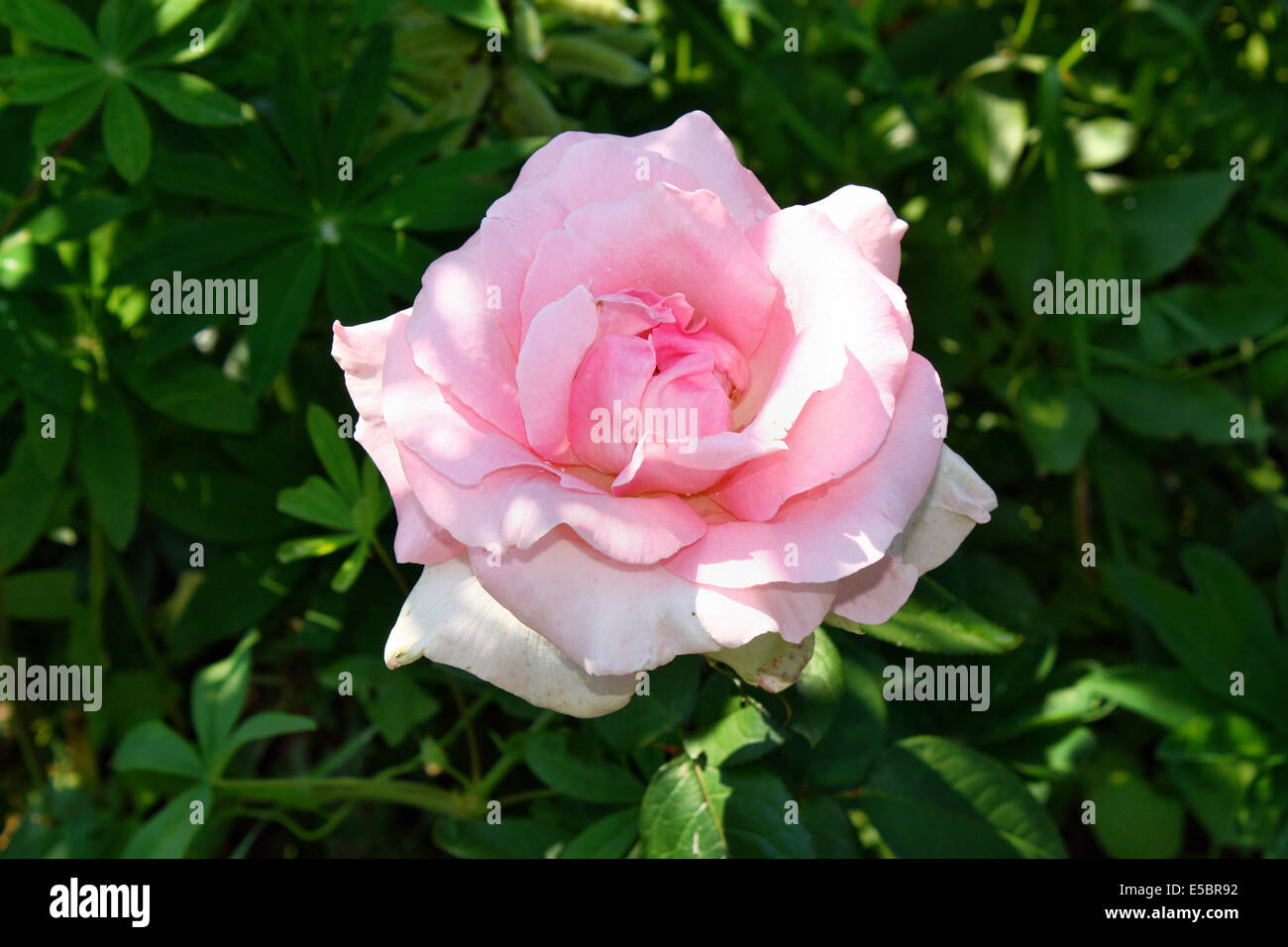 Cream rose growing in the garden Stock Photo - Alamy