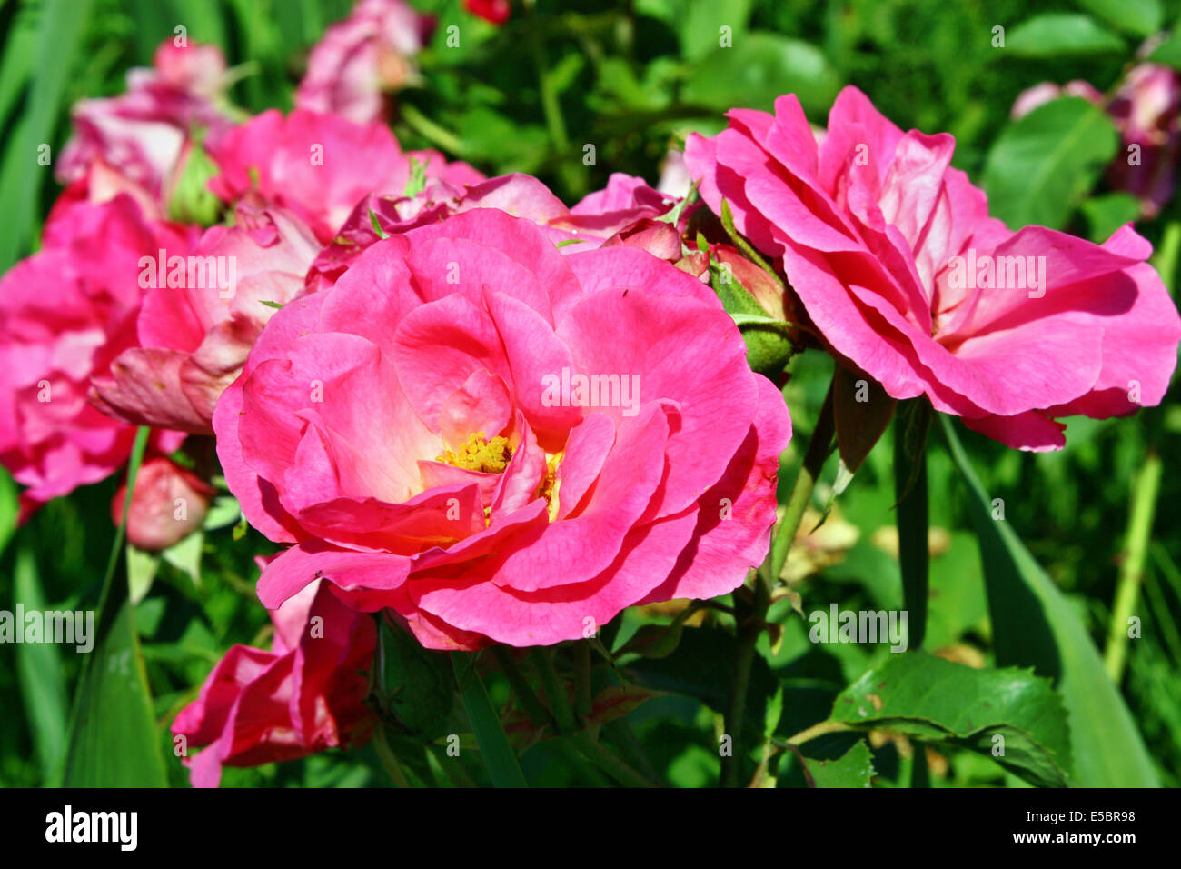 Pink rose blooming in the garden Stock Photo - Alamy