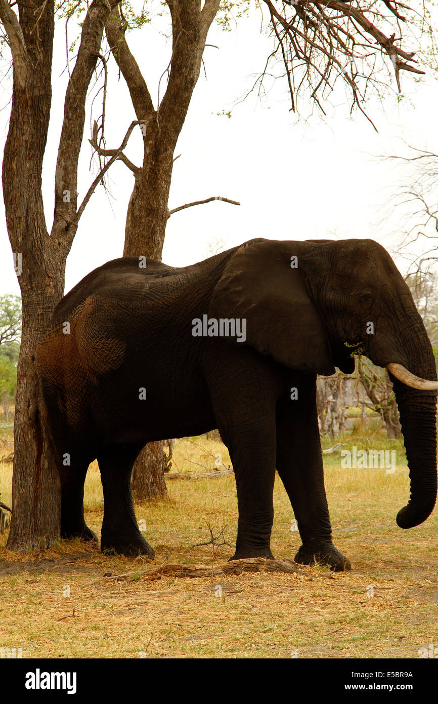 Baby elephant scratching bottom on hi-res stock photography and images ...