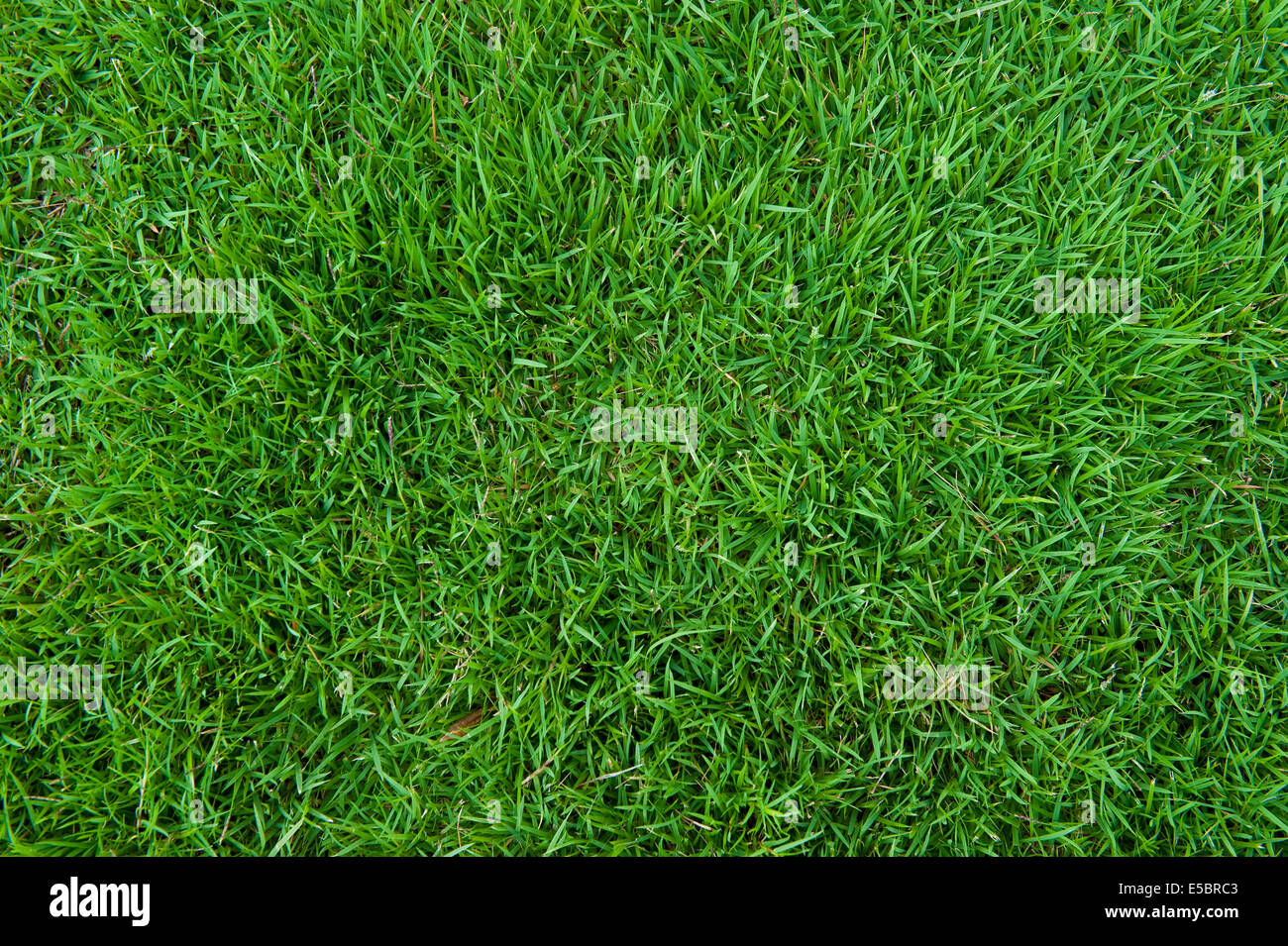Turf green hi-res stock photography and images - Alamy