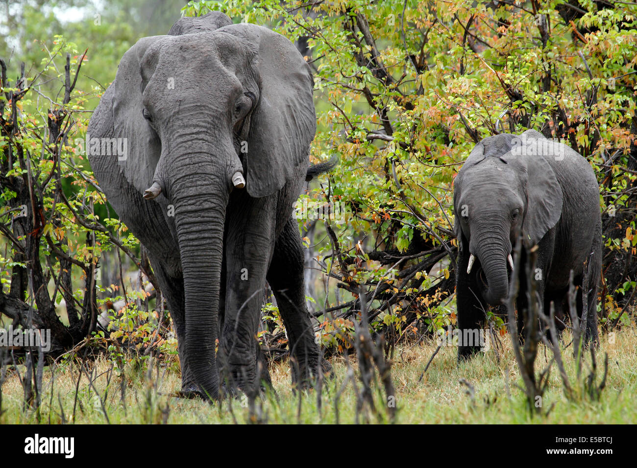 Elephants in & around a private campsite in Savuti Botswana, different ...