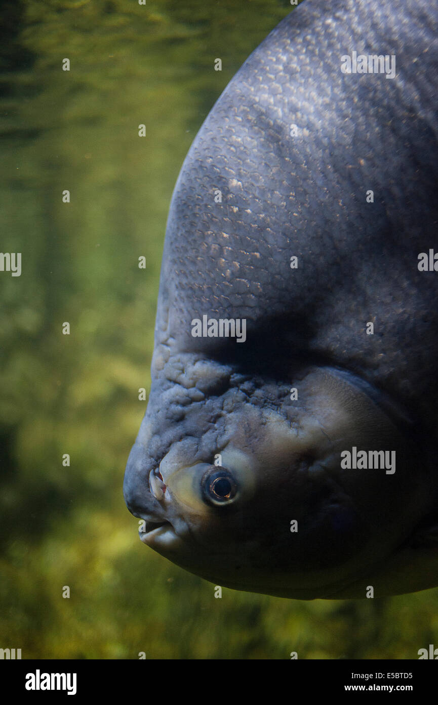 Black pacu Piaractus brachypomus, Characidae, Amazonas Basin, South ...
