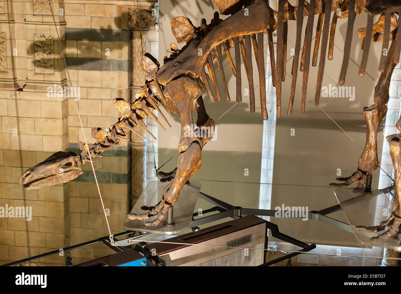 Erbivorous dinosaurus Tuojiangosaurus multispinus, Upper Jurassic Stock ...