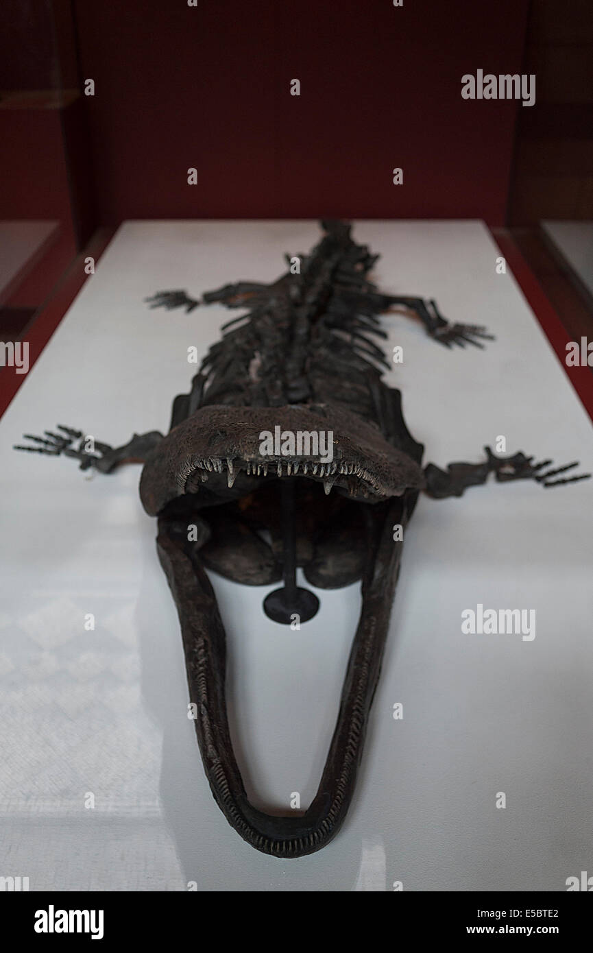Fossil amphibian paracyclotosaurus hi-res stock photography and images ...