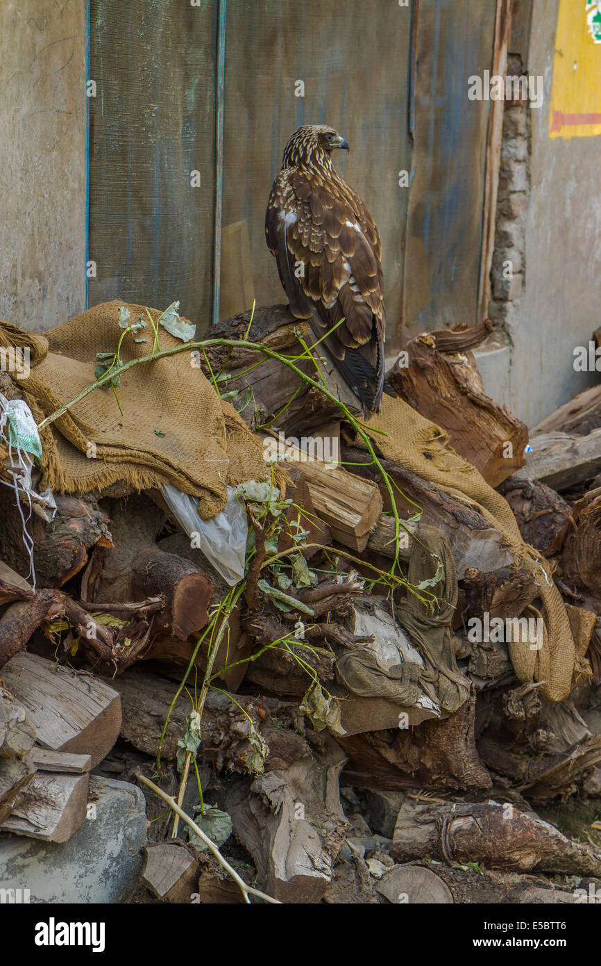 Wild eagle sitting on rubbish pile Stock Photo - Alamy