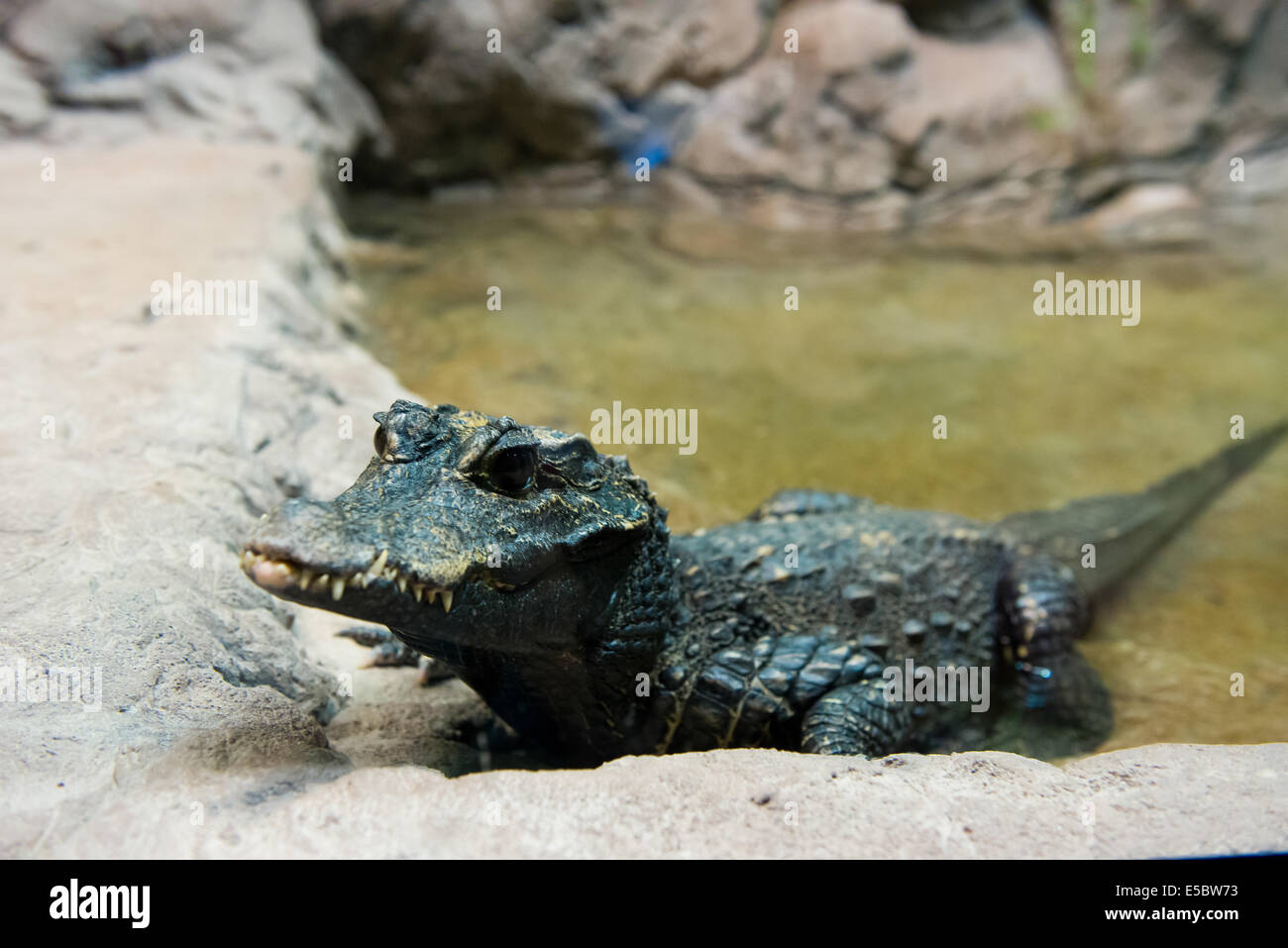 West African Dwarf Crocodile - Osteolaemus tetraspis Stock Photo - Alamy