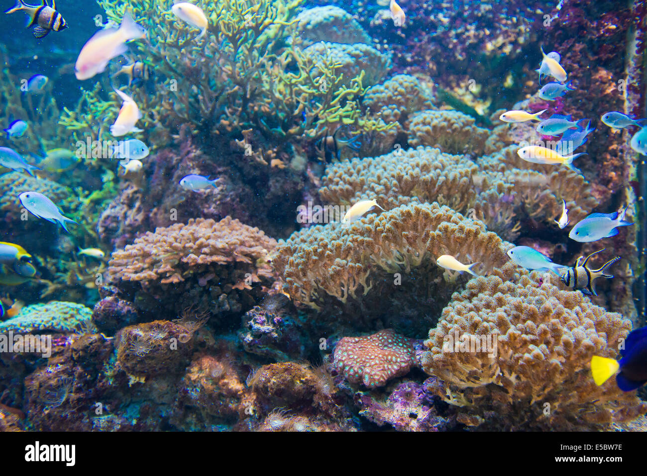 Tropical fish corals reef hi-res stock photography and images - Alamy