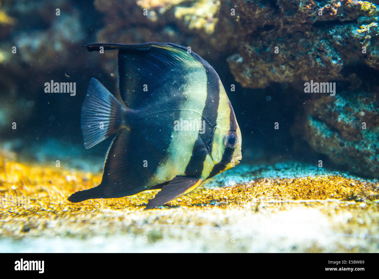 aquarium fish Platax orbicularis - Orbicular Spadefish Stock Photo - Alamy
