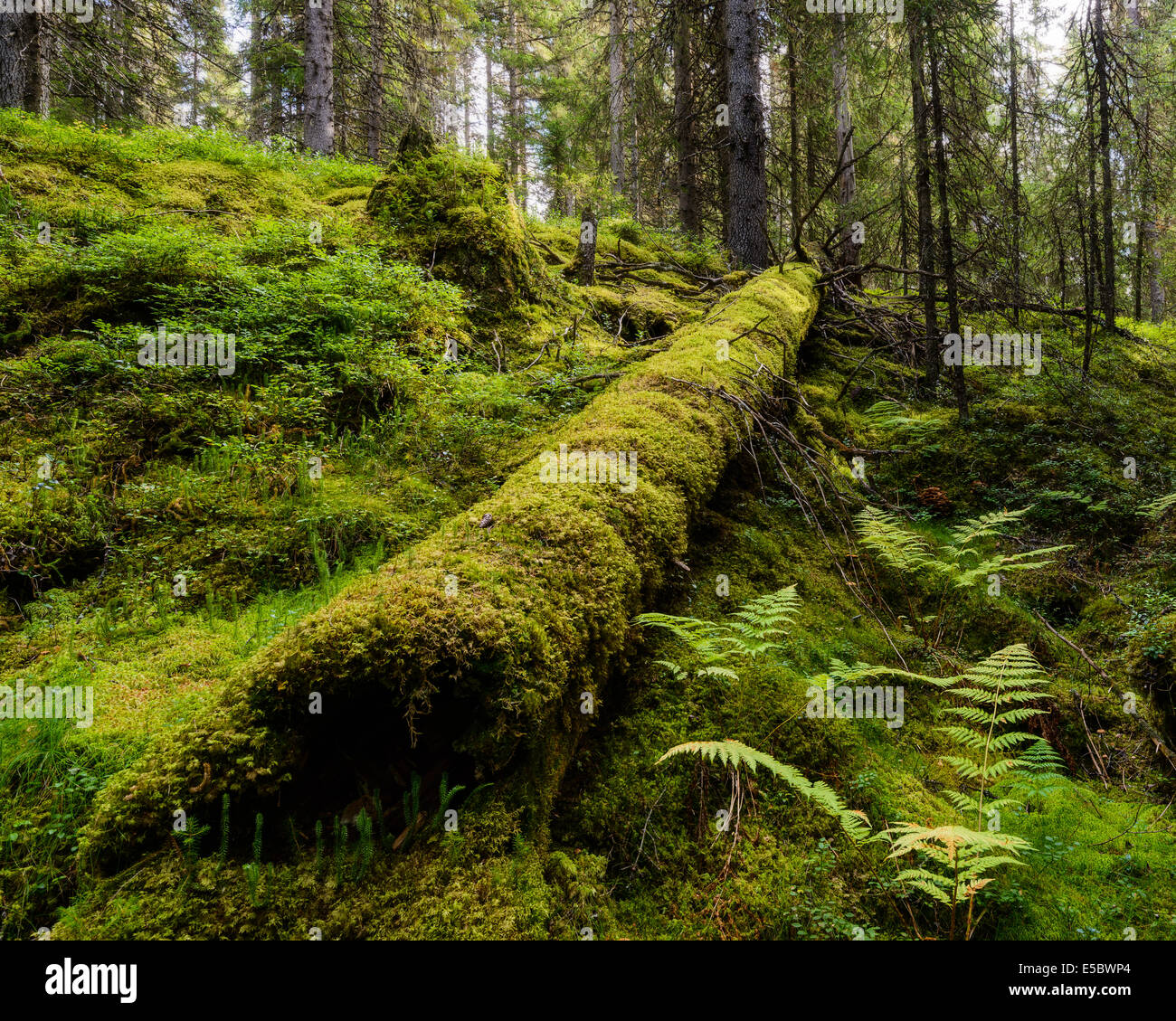 Fallen tree covered with moss in forest Stock Photo - Alamy