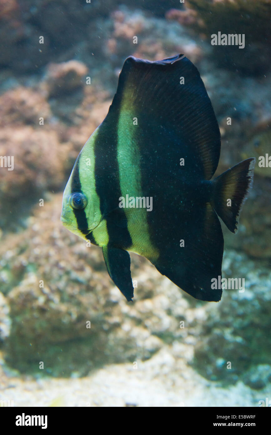 aquarium fish Platax orbicularis - Orbicular Spadefish Stock Photo - Alamy