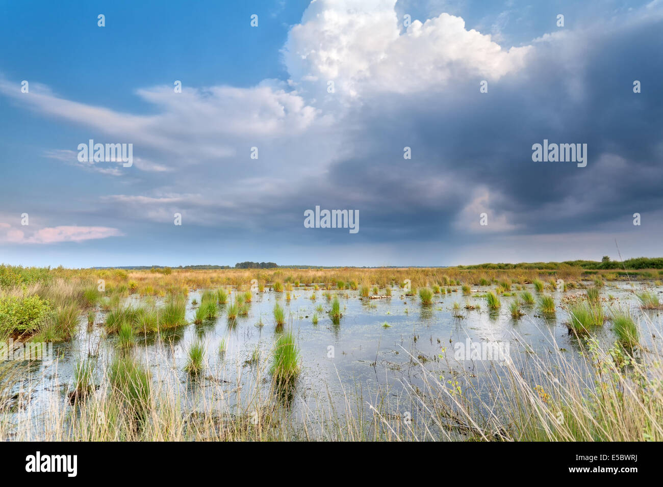 rain clouds over swamp, Fochteooerveen, Friesland, Netherlands Stock ...