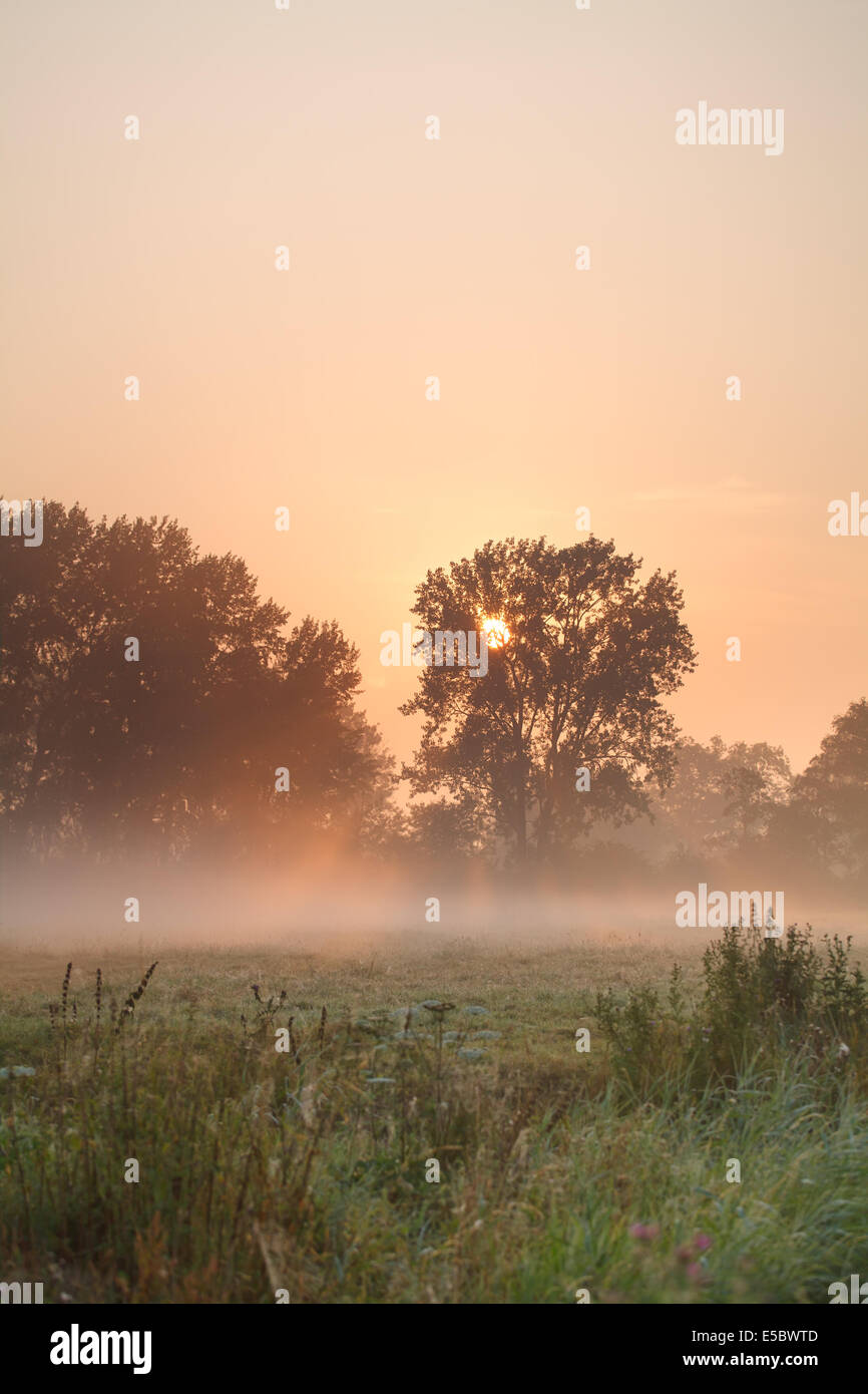 summer misty sunrise over meadow Stock Photo - Alamy