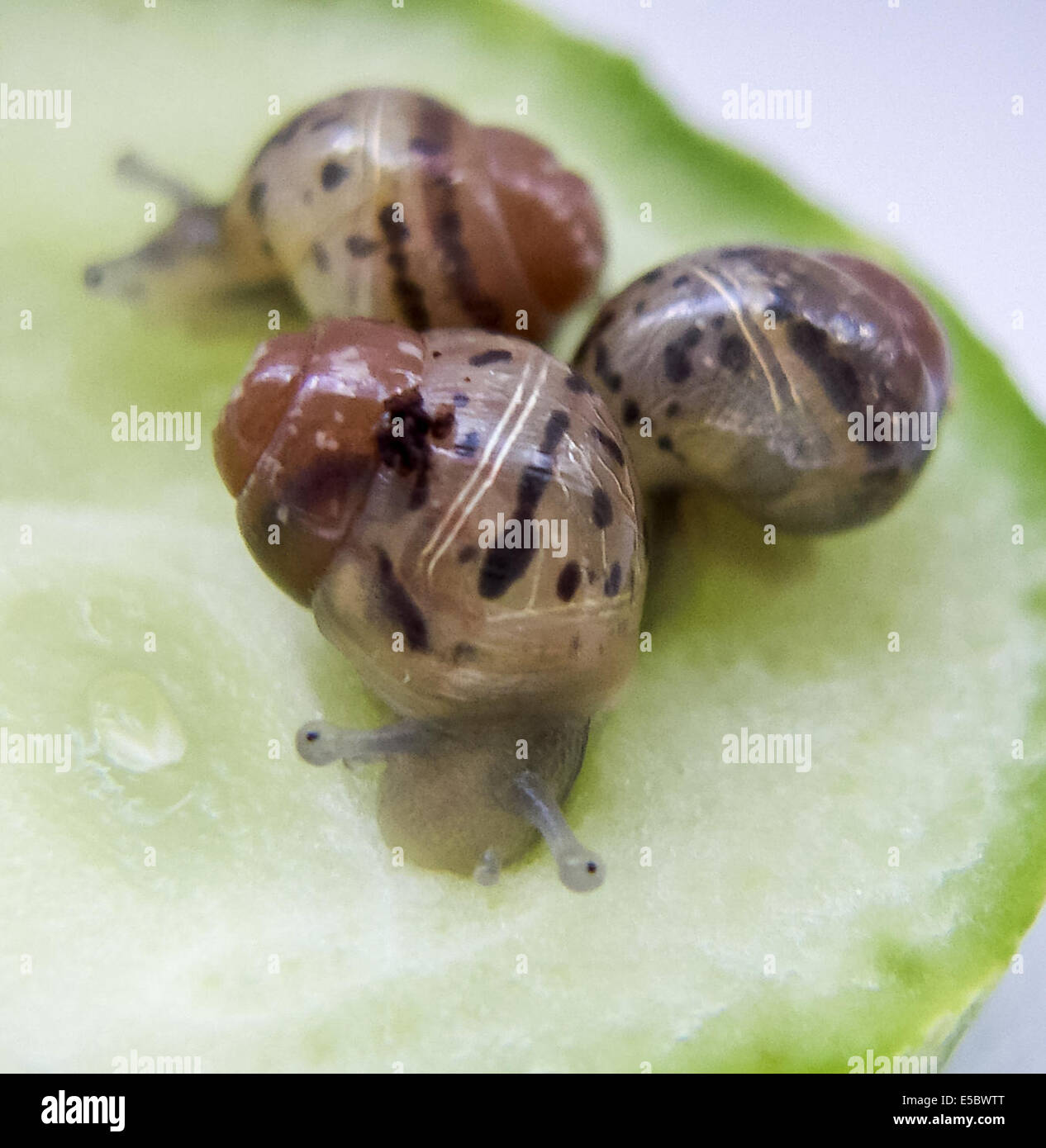 House of the snails hi-res stock photography and images - Alamy
