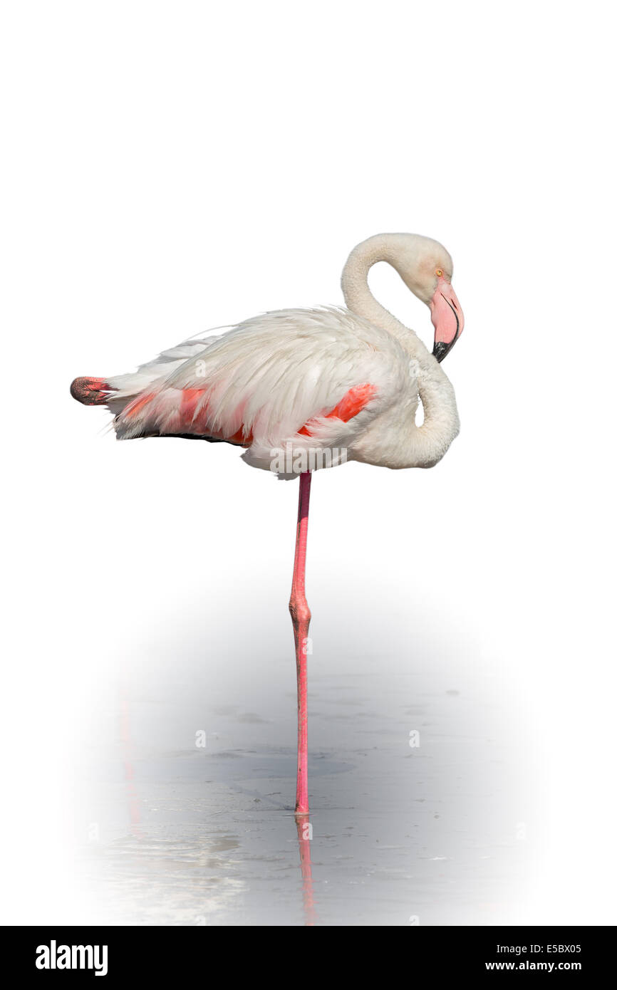 The Lesser flamingo Stock Photo - Alamy
