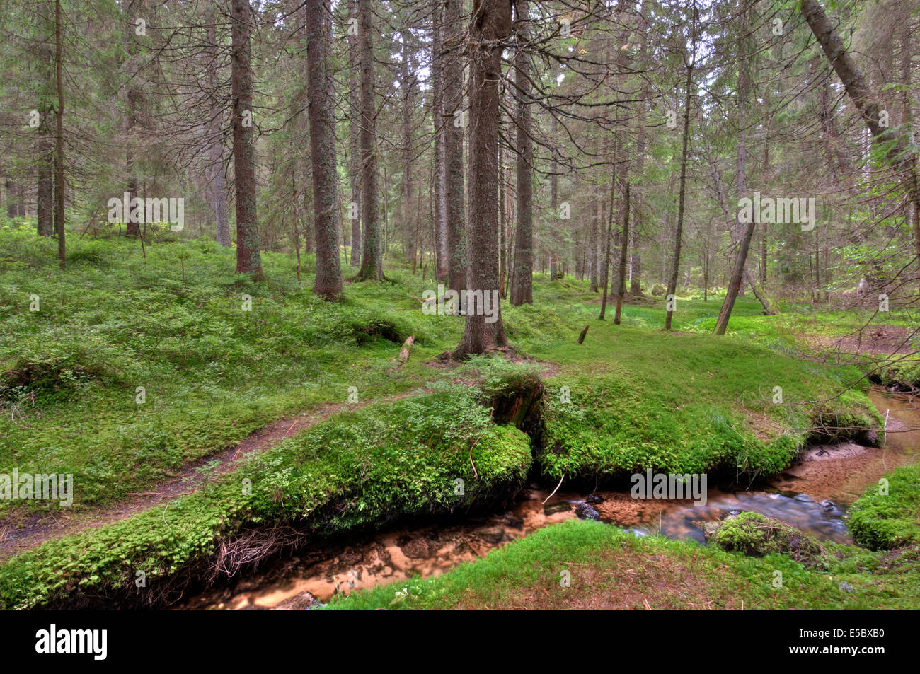 Conifers in a German forest Stock Photo - Alamy
